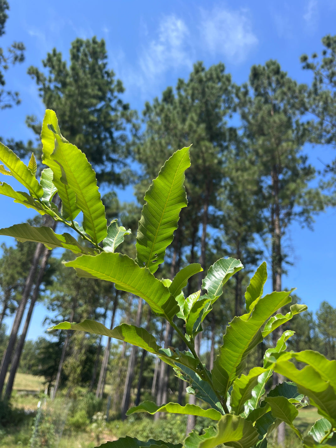 Tree Nursery – White Oak Orchard